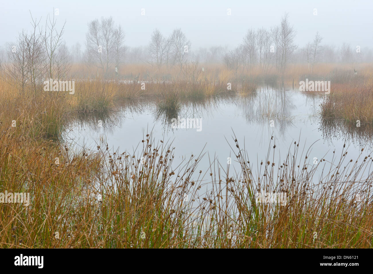 High moor in autumn, Bargerveen, Drenthe, Netherlands Stock Photo - Alamy