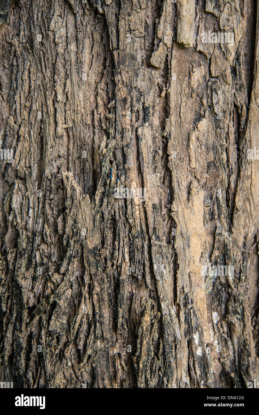 Rough bark hi-res stock photography and images - Alamy
