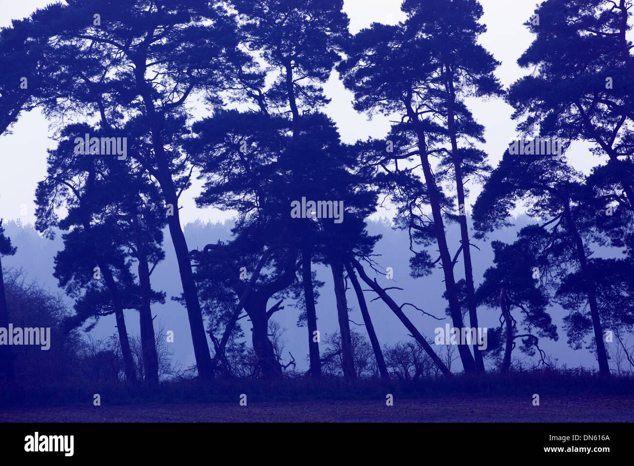 Breckland trees hi-res stock photography and images - Alamy