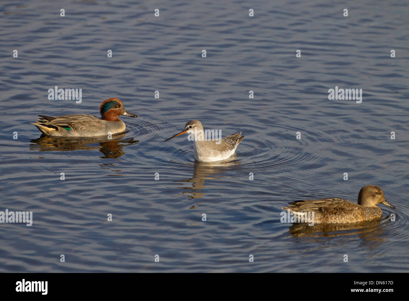 Spotted redshank female hi-res stock photography and images - Alamy