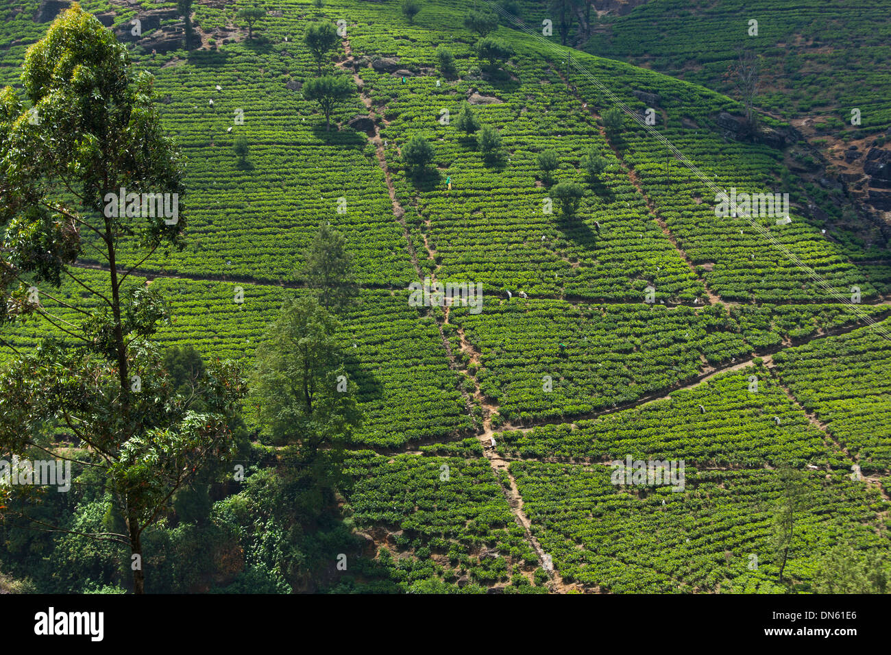 Little england of sri lanka hi-res stock photography and images - Alamy