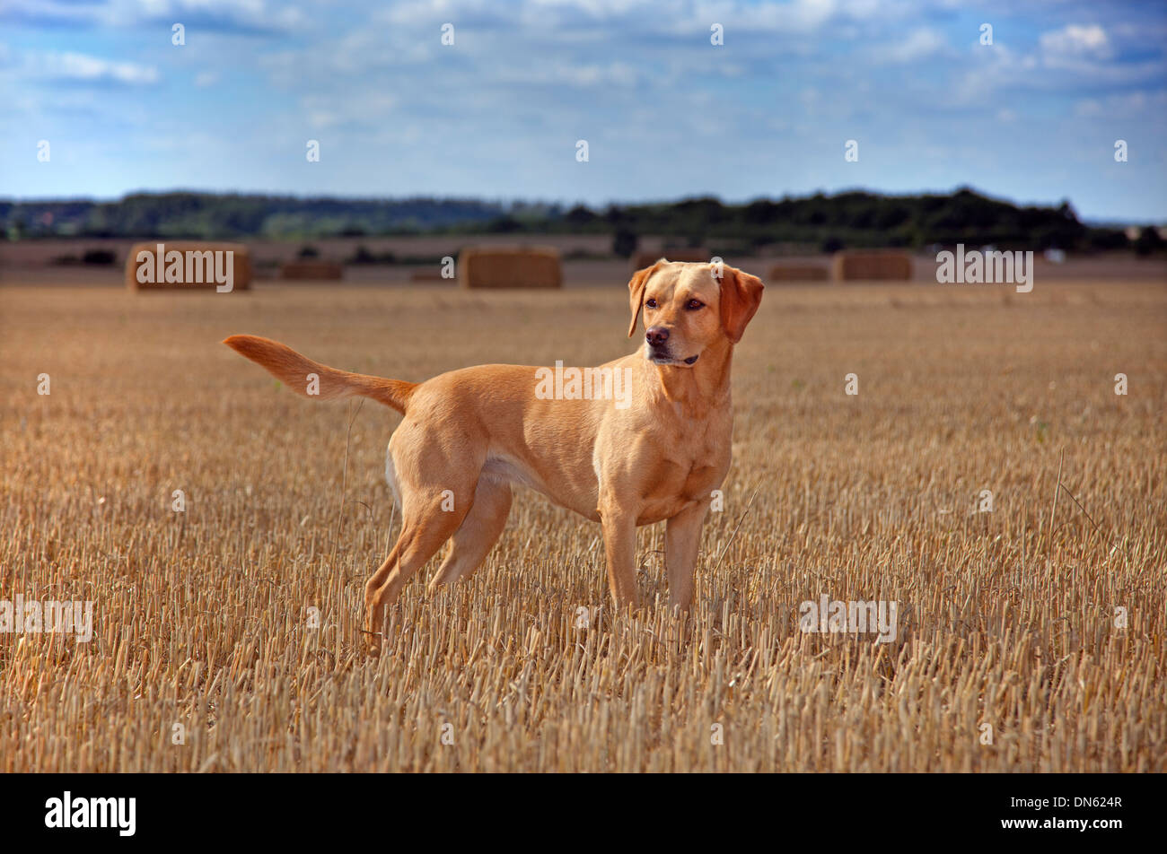 Dog with harvest hi-res stock photography and images - Alamy