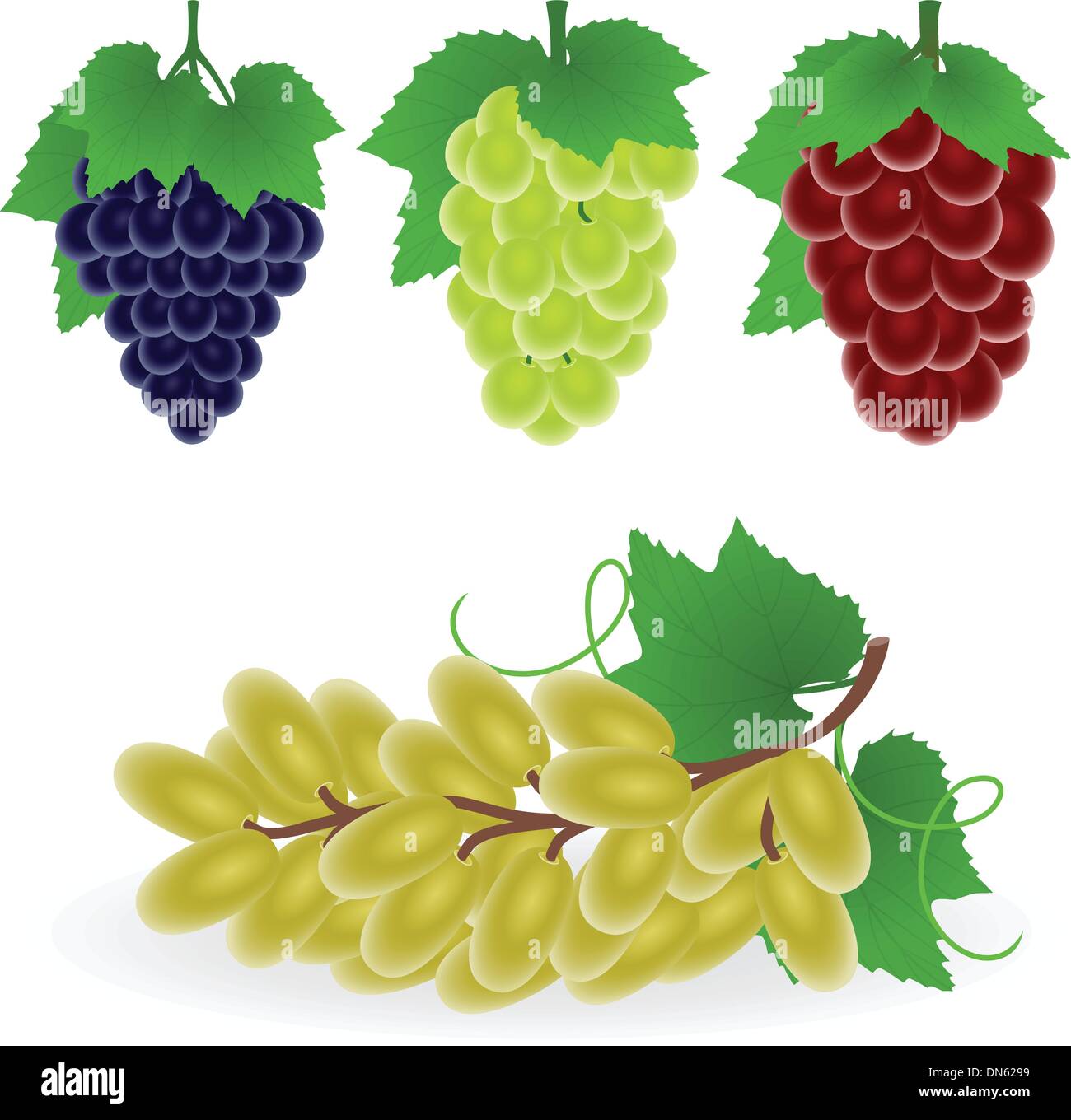 Blue grape with green leaf Stock Vector Images - Alamy