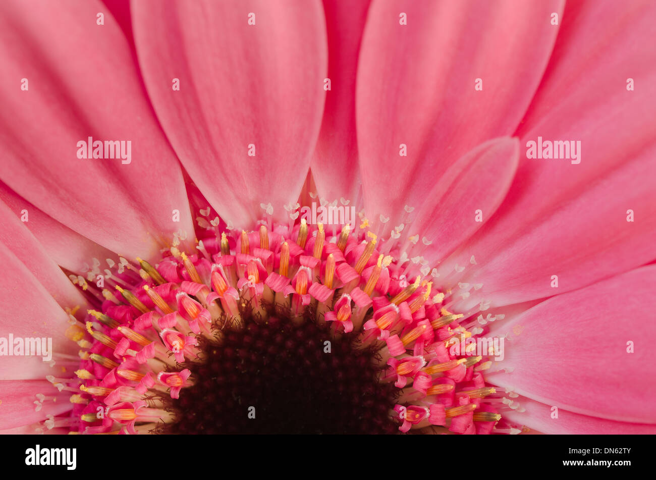 border between capitulum and petals of pink Gerbera daisy bloom Stock ...