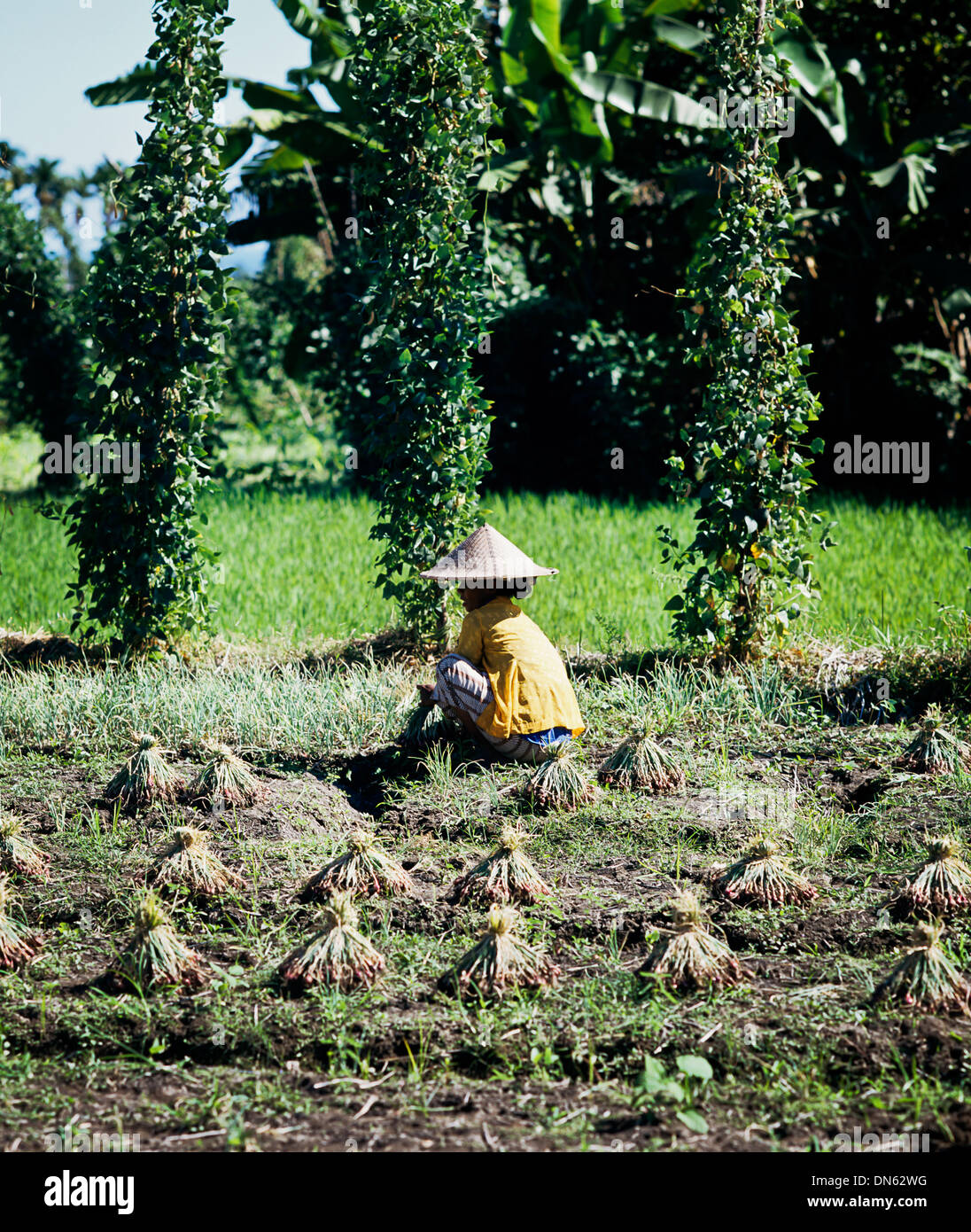 Onion farmer hi-res stock photography and images - Alamy