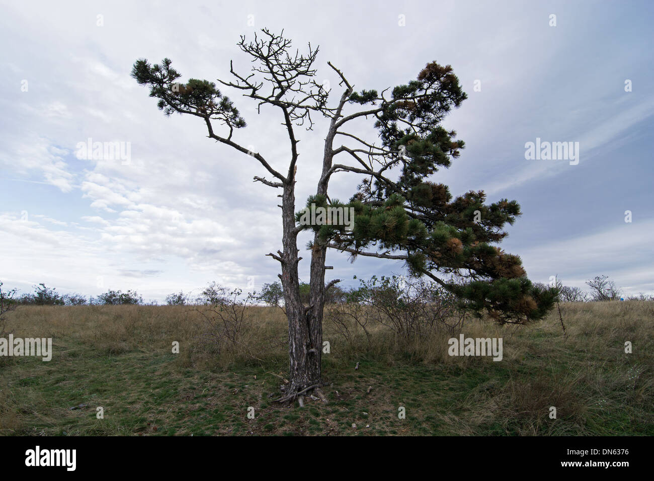 Lone evergreen tree in the country Stock Photo - Alamy