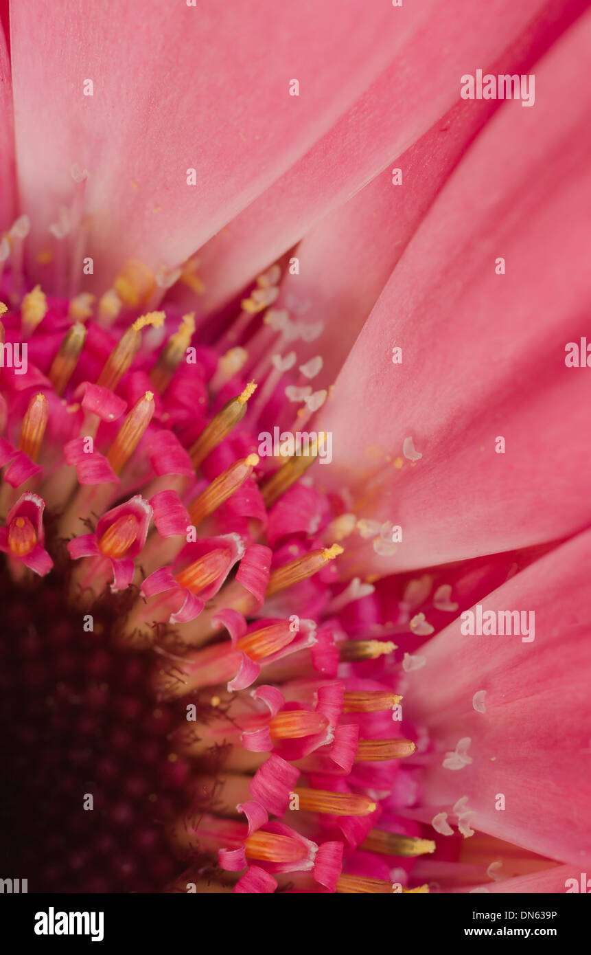 border between capitulum and petals of pink Gerbera daisy bloom Stock ...