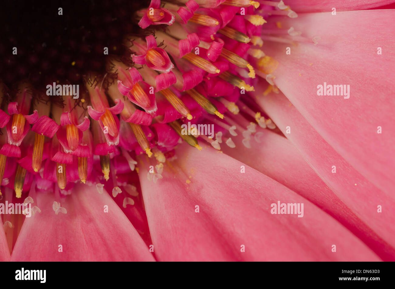 border between capitulum and petals of pink Gerbera daisy bloom Stock ...