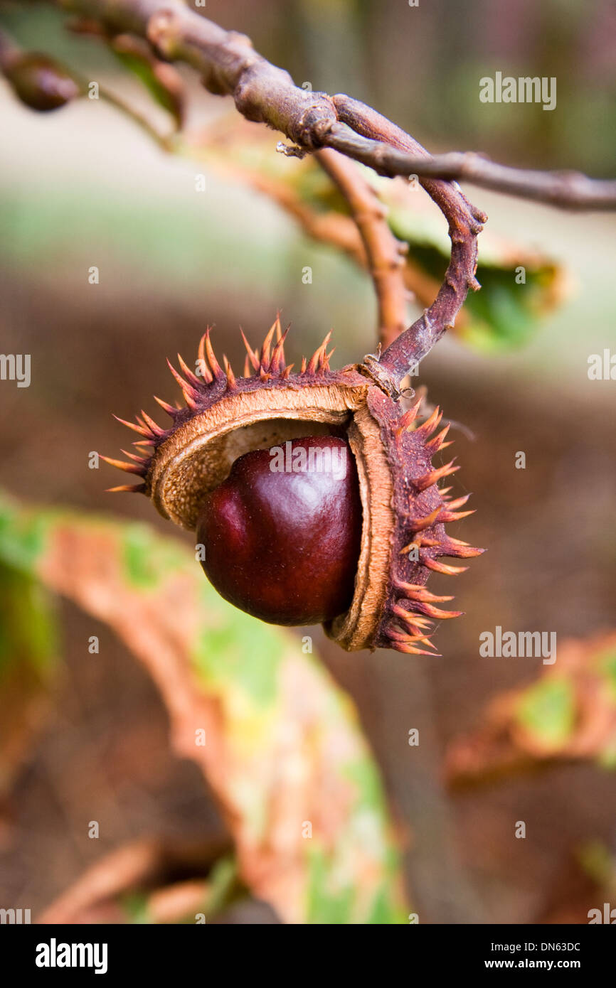 Horse Chestnut Seed High Resolution Stock Photography and Images - Alamy