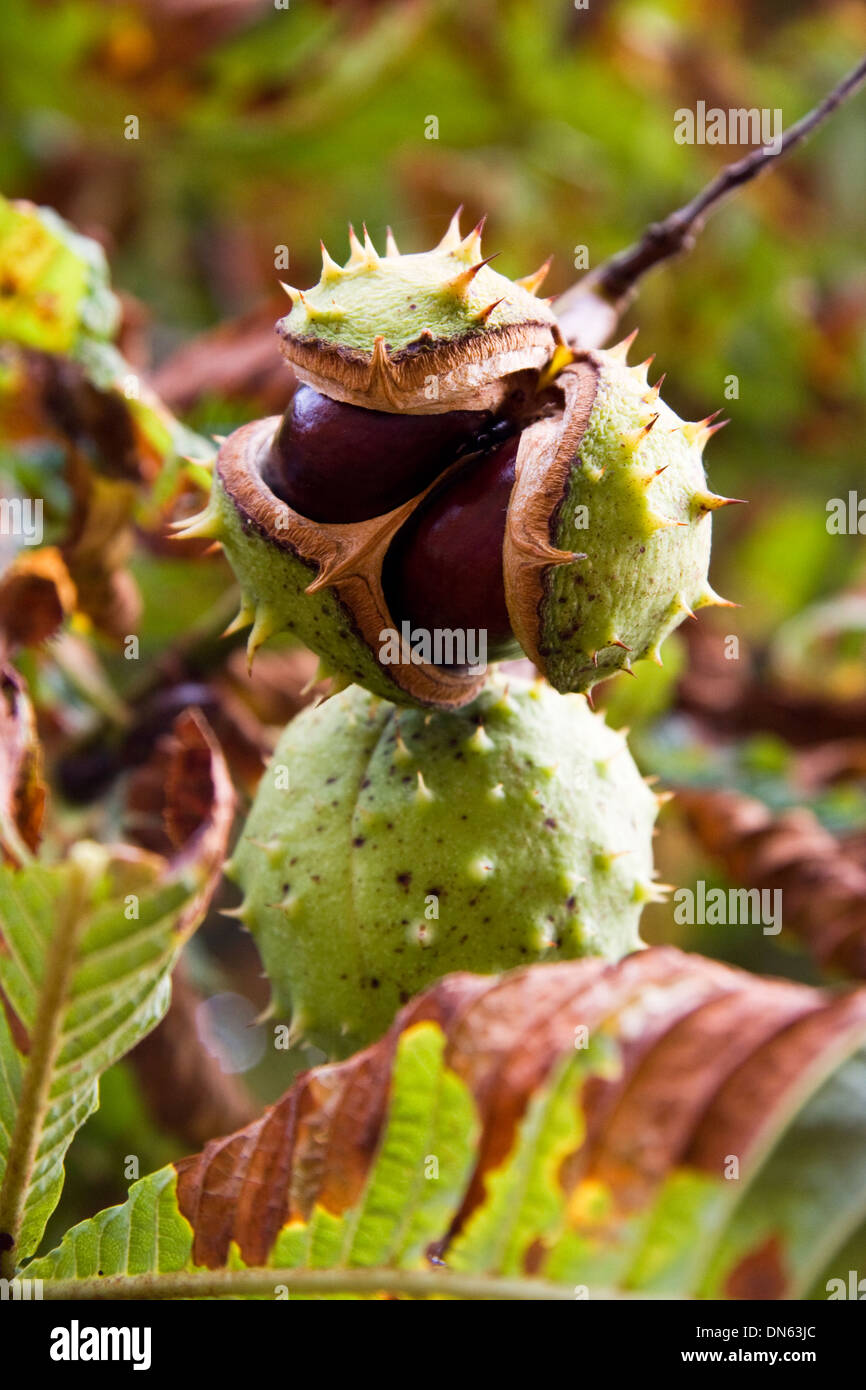 Horse chestnut seed hi-res stock photography and images - Alamy
