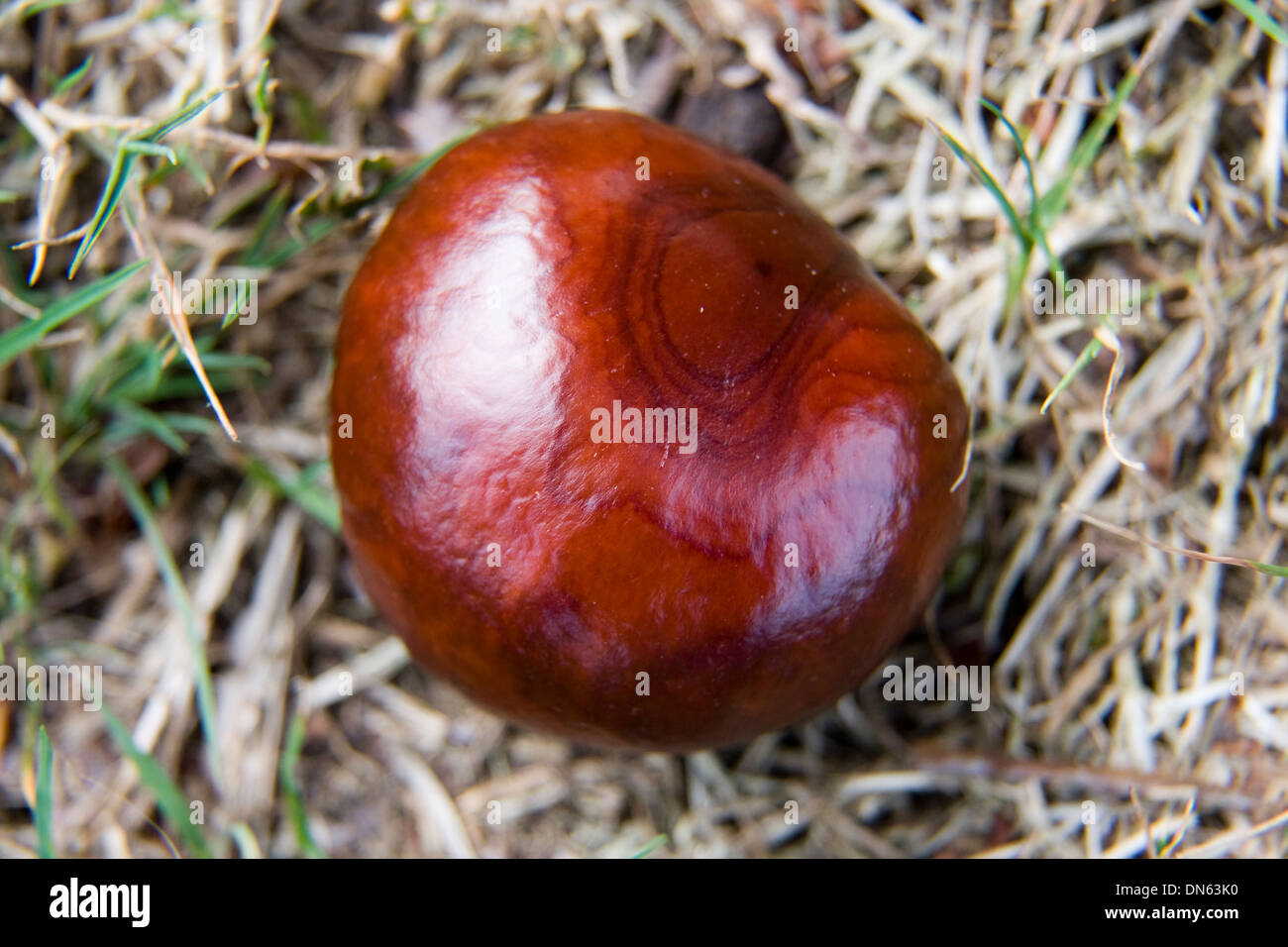Shiny conker hi-res stock photography and images - Alamy
