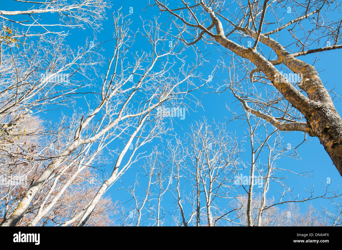 trees in winter with blue sky well Stock Photo - Alamy