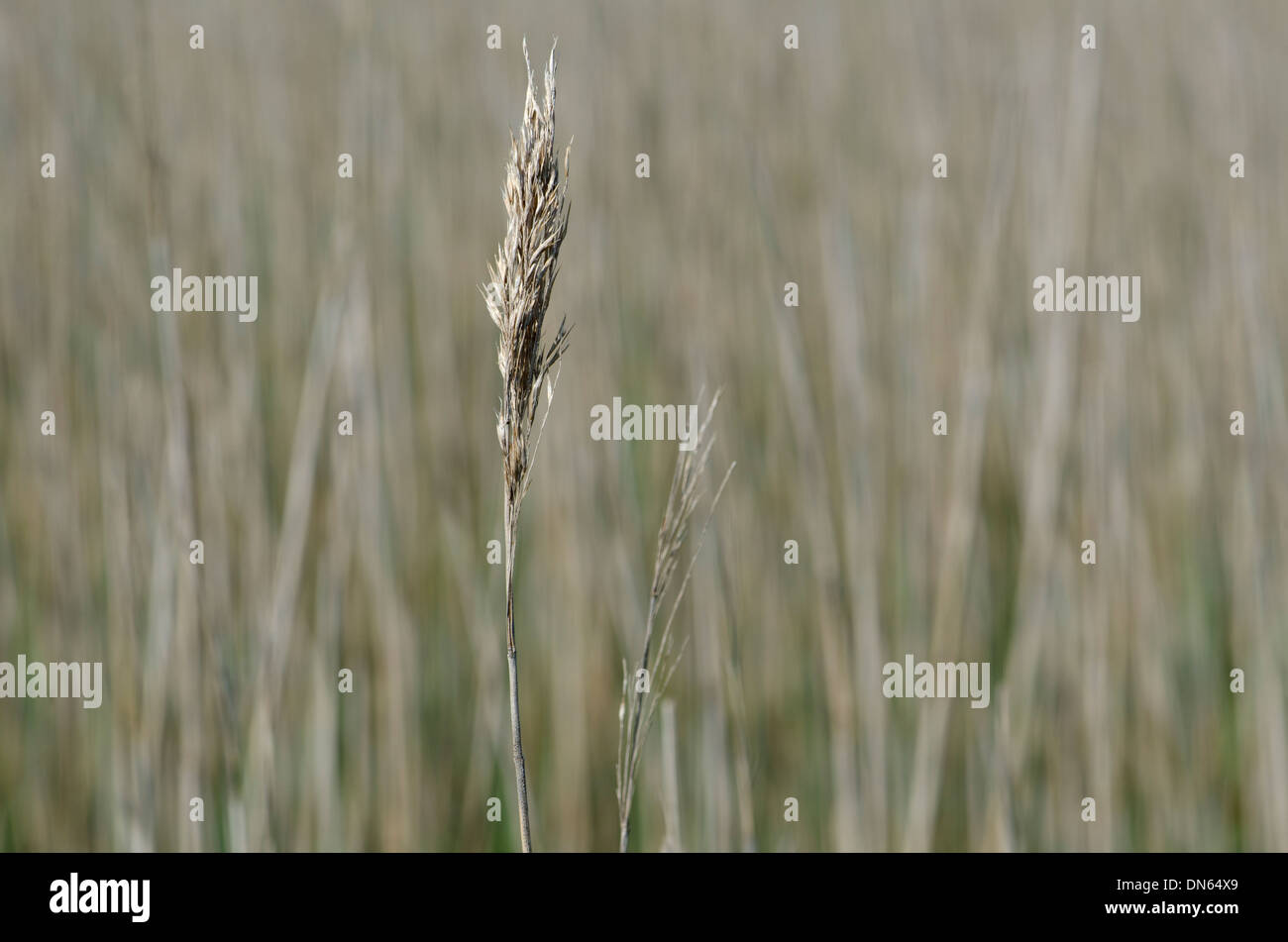 A reed head singled out in front of a reed bed Stock Photo - Alamy