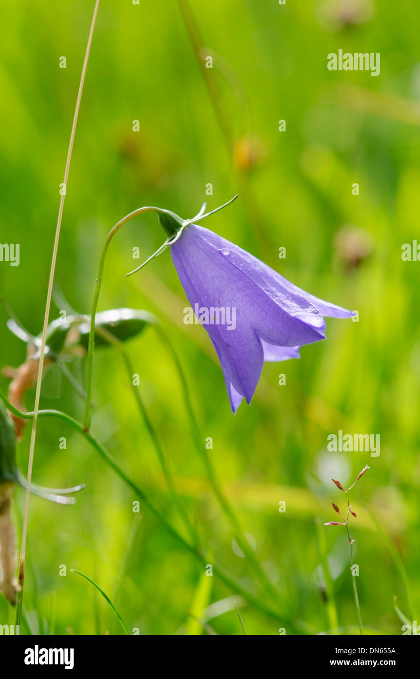 Harebell flowers bellflower hi-res stock photography and images - Alamy