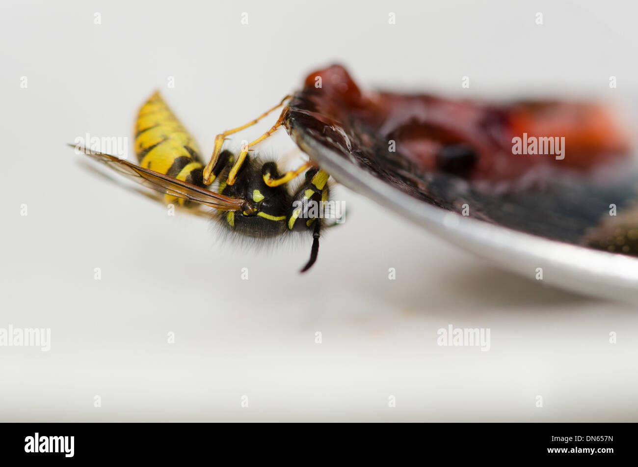 Sugar Wasp High Resolution Stock Photography and Images - Alamy