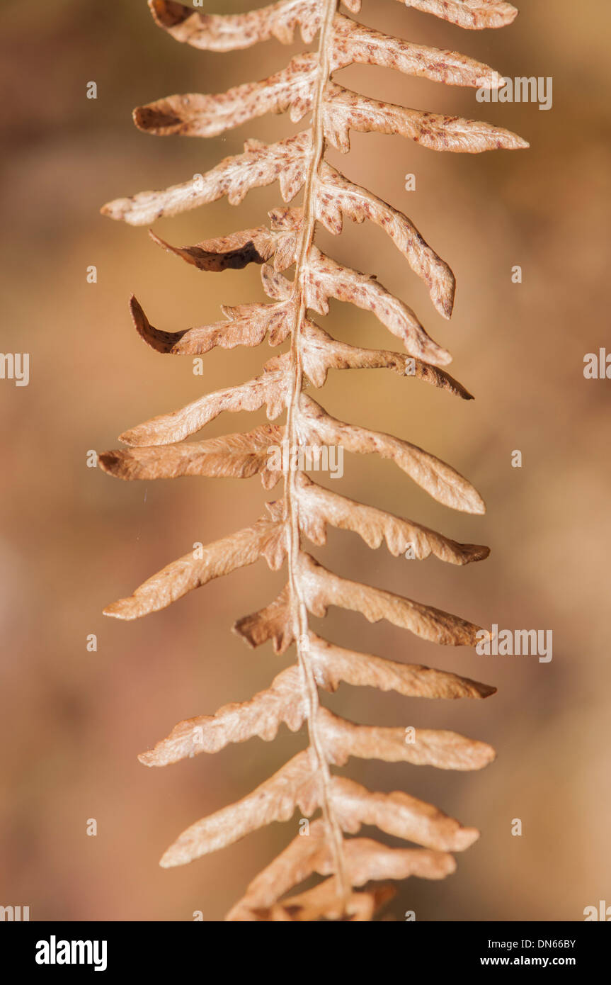 Long life plant hi-res stock photography and images - Alamy