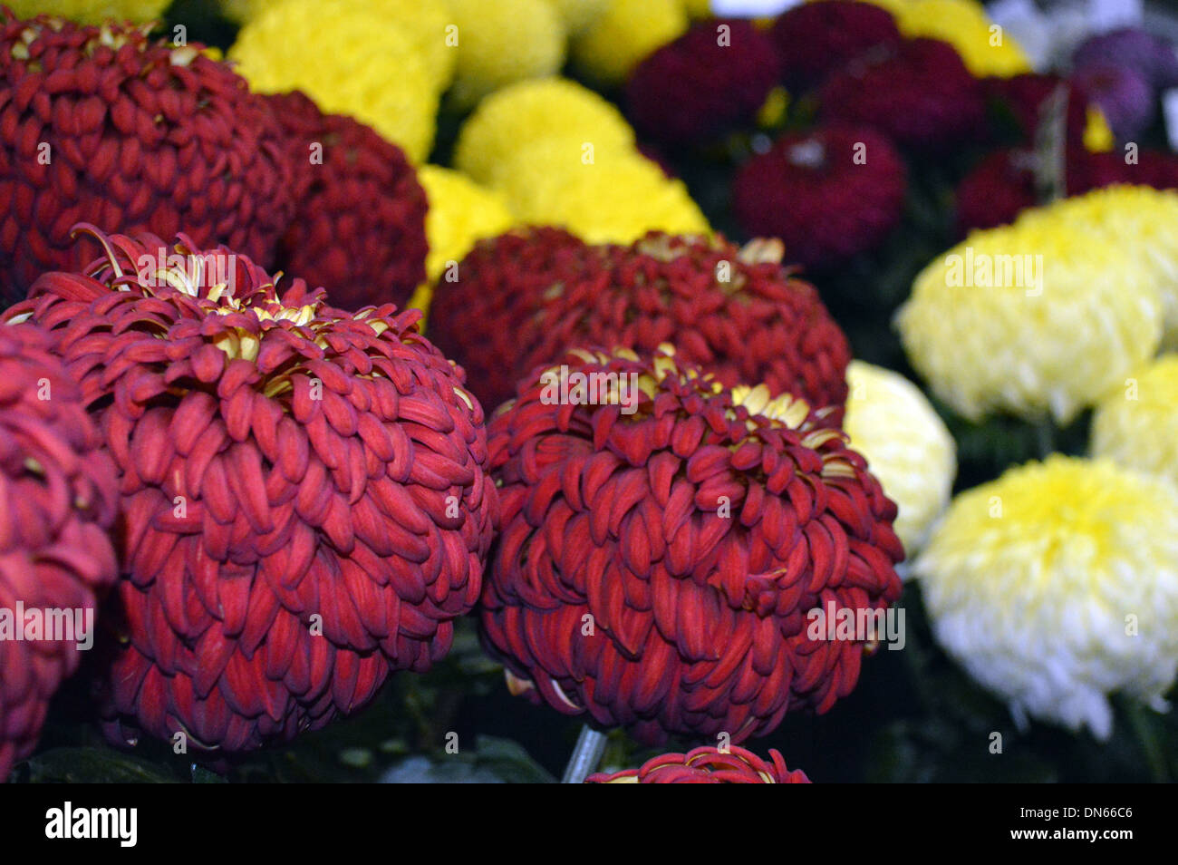 Red Pompom Flower Stock Photos & Red Pompom Flower Stock Images - Alamy