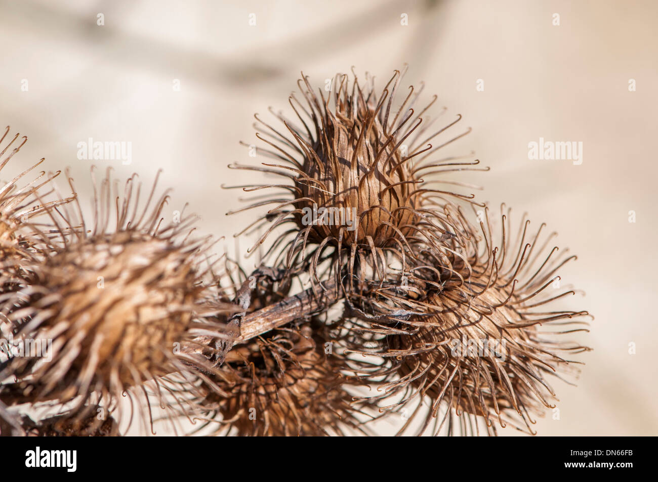 Shell shaped leaf hi-res stock photography and images - Alamy