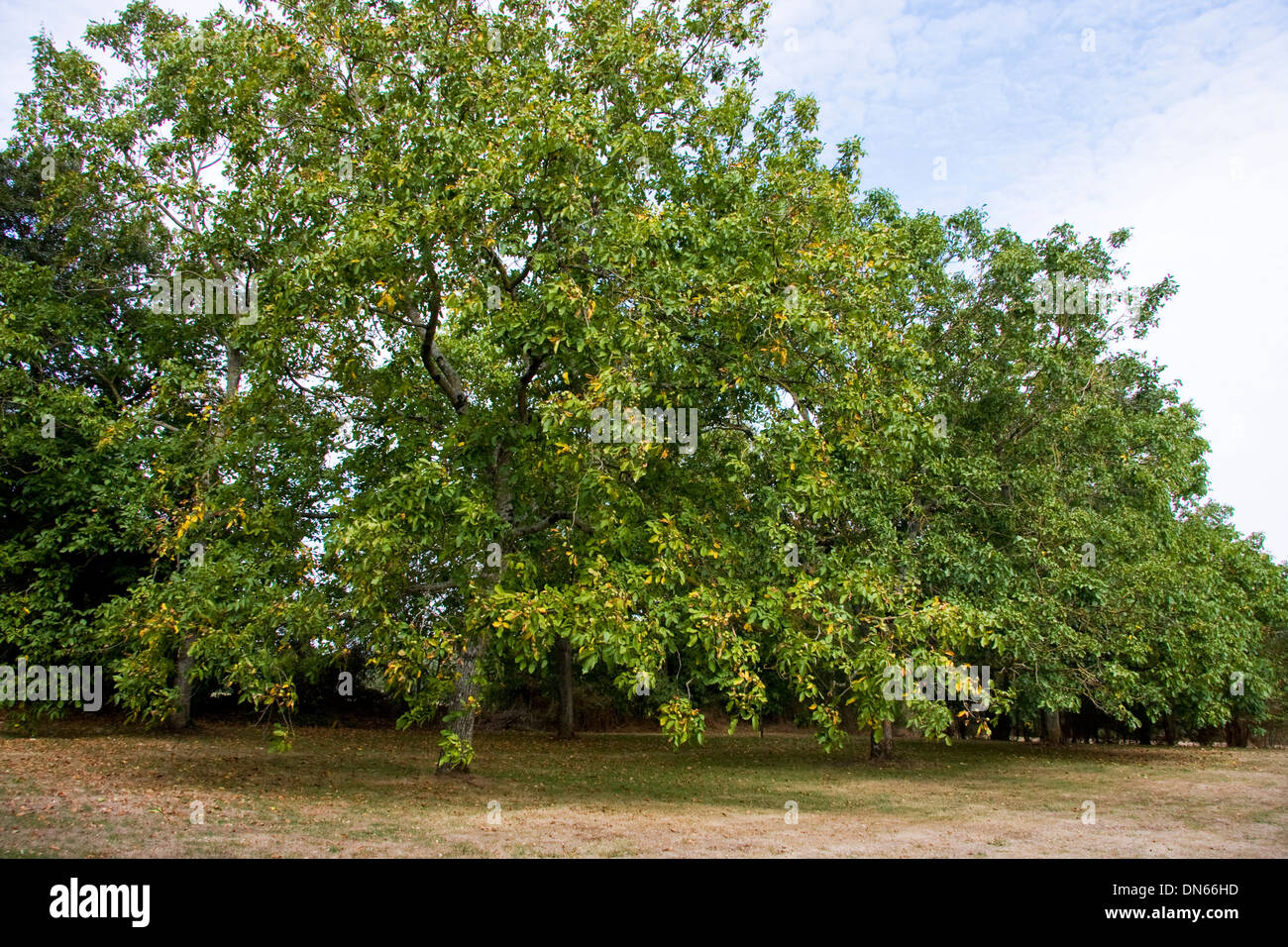 Timber walnut hi-res stock photography and images - Alamy