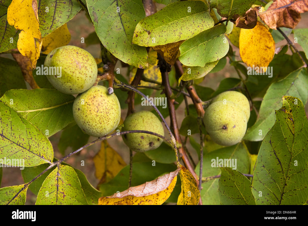 Walnut cluster hi-res stock photography and images - Alamy