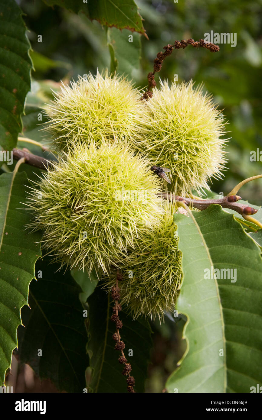 Chestnut tree fruit hi-res stock photography and images - Alamy