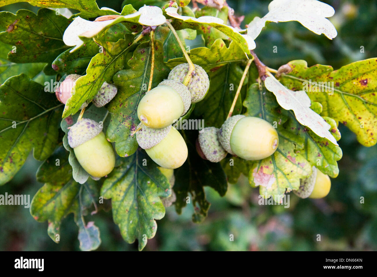 Cluster of acorns on brach of oak tree Stock Photo - Alamy