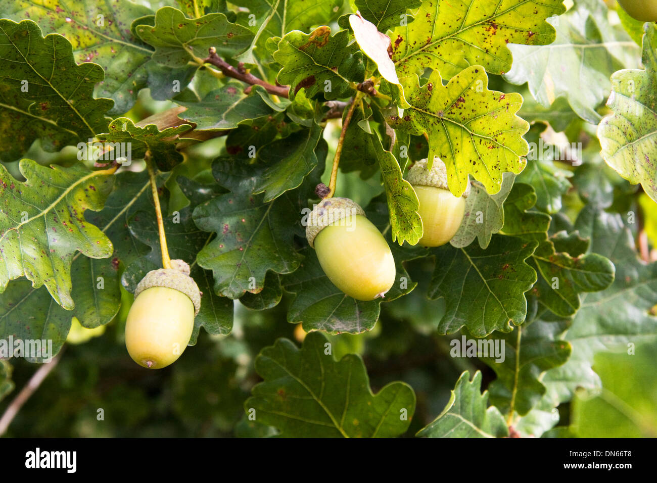 Acorn Shoot High Resolution Stock Photography and Images - Alamy