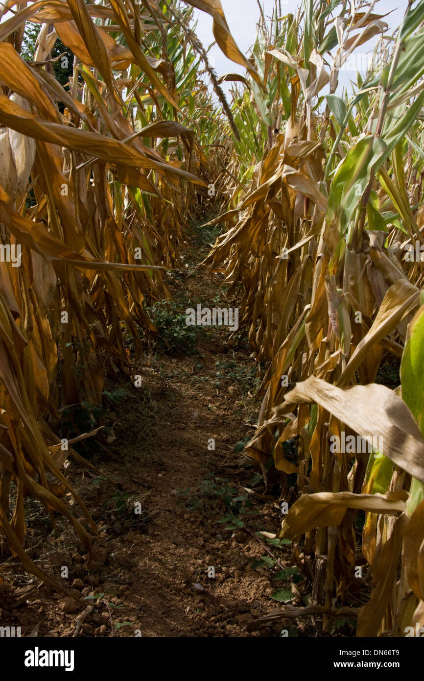 Path through field of ripe corn Stock Photo - Alamy