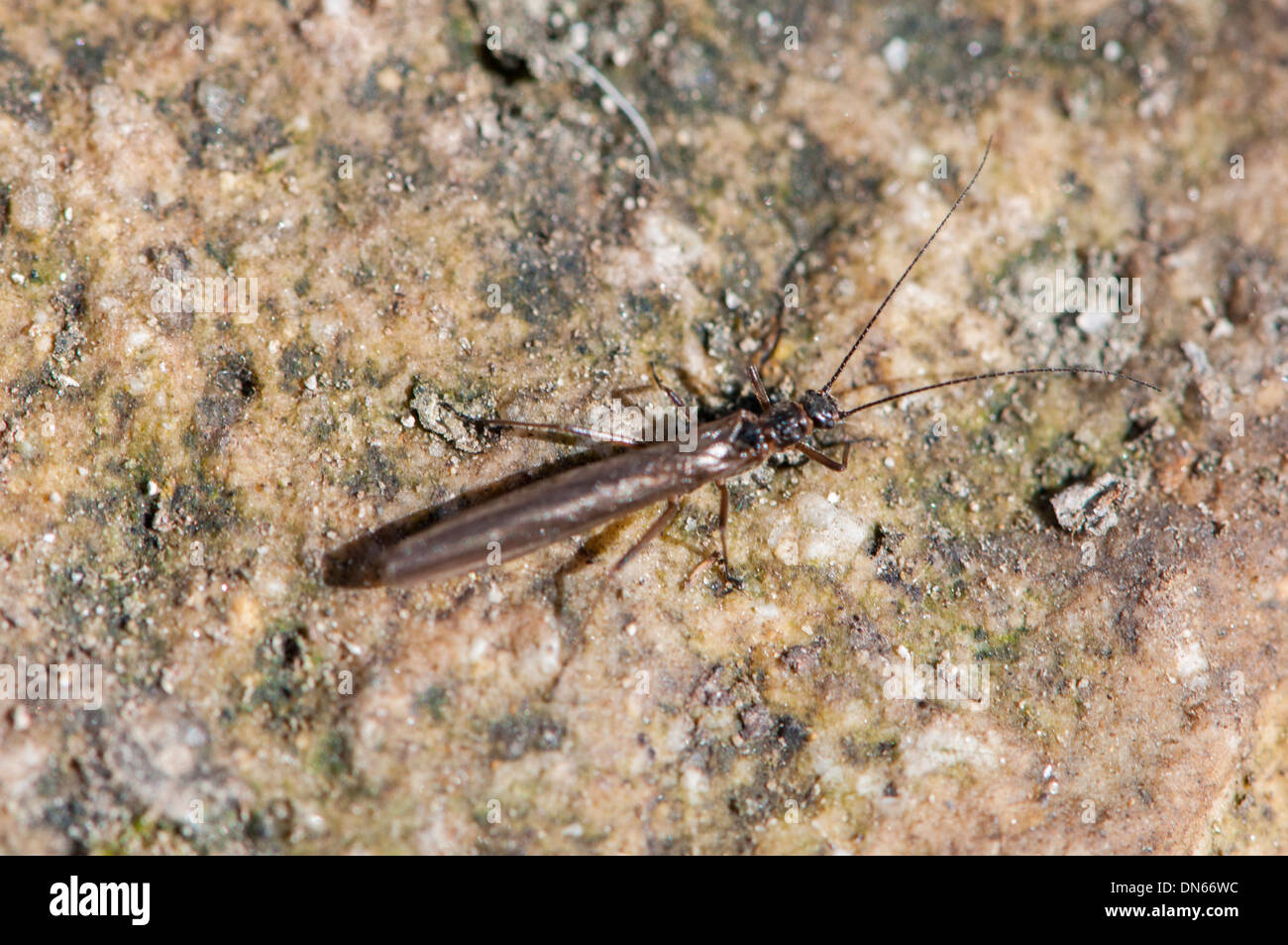 strange brown bug perched on a stone Stock Photo - Alamy