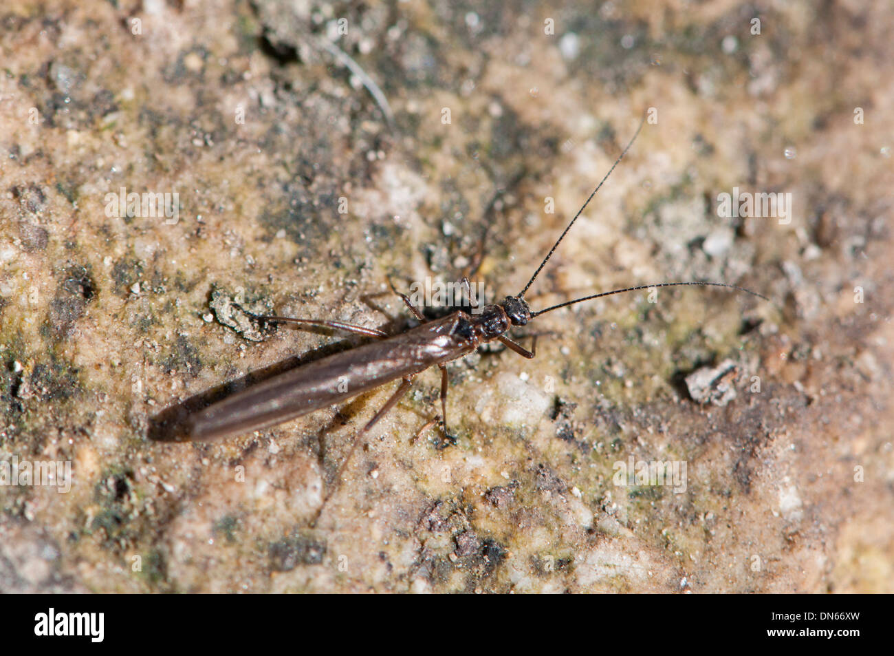 Strange insects hi-res stock photography and images - Alamy