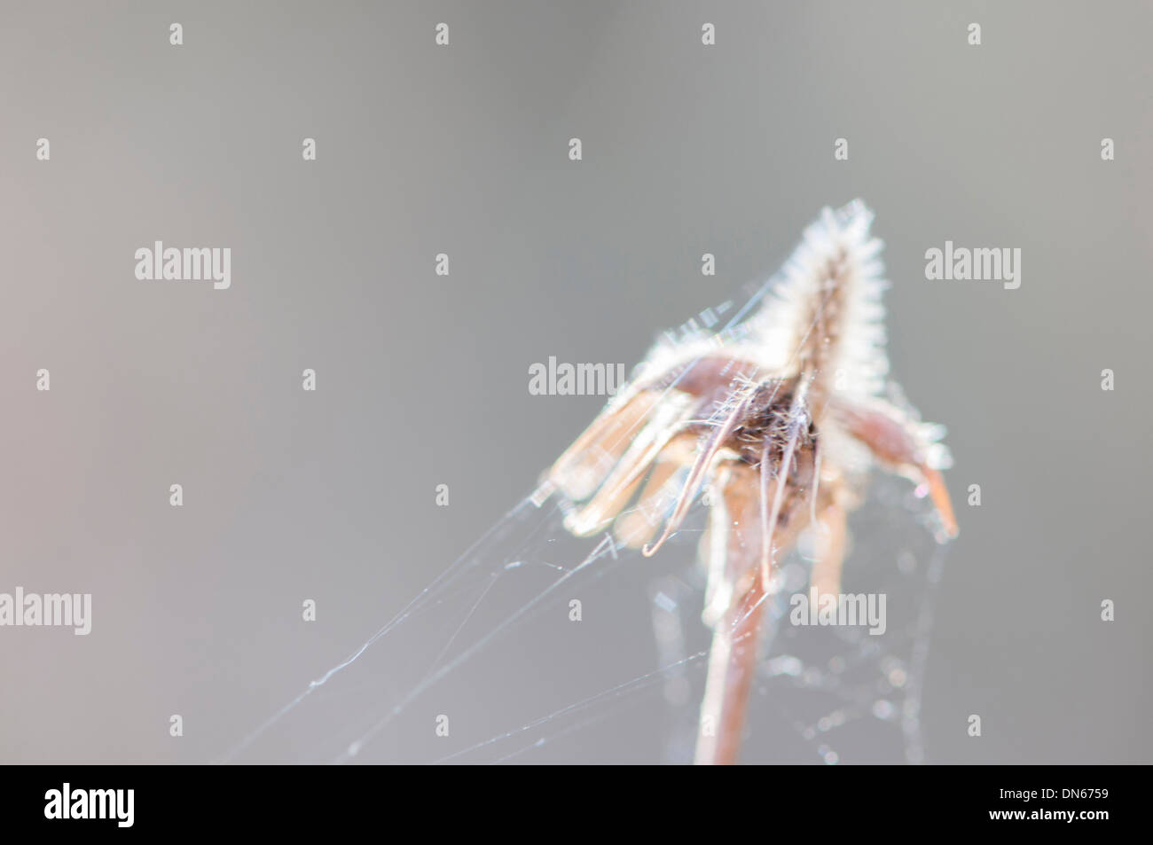 dry autumn plant with a spider web Stock Photo - Alamy