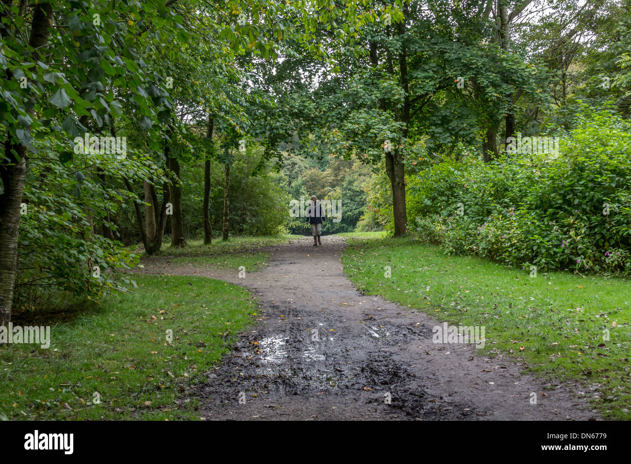 A lady in the distance walking along a woodland path Stock Photo - Alamy