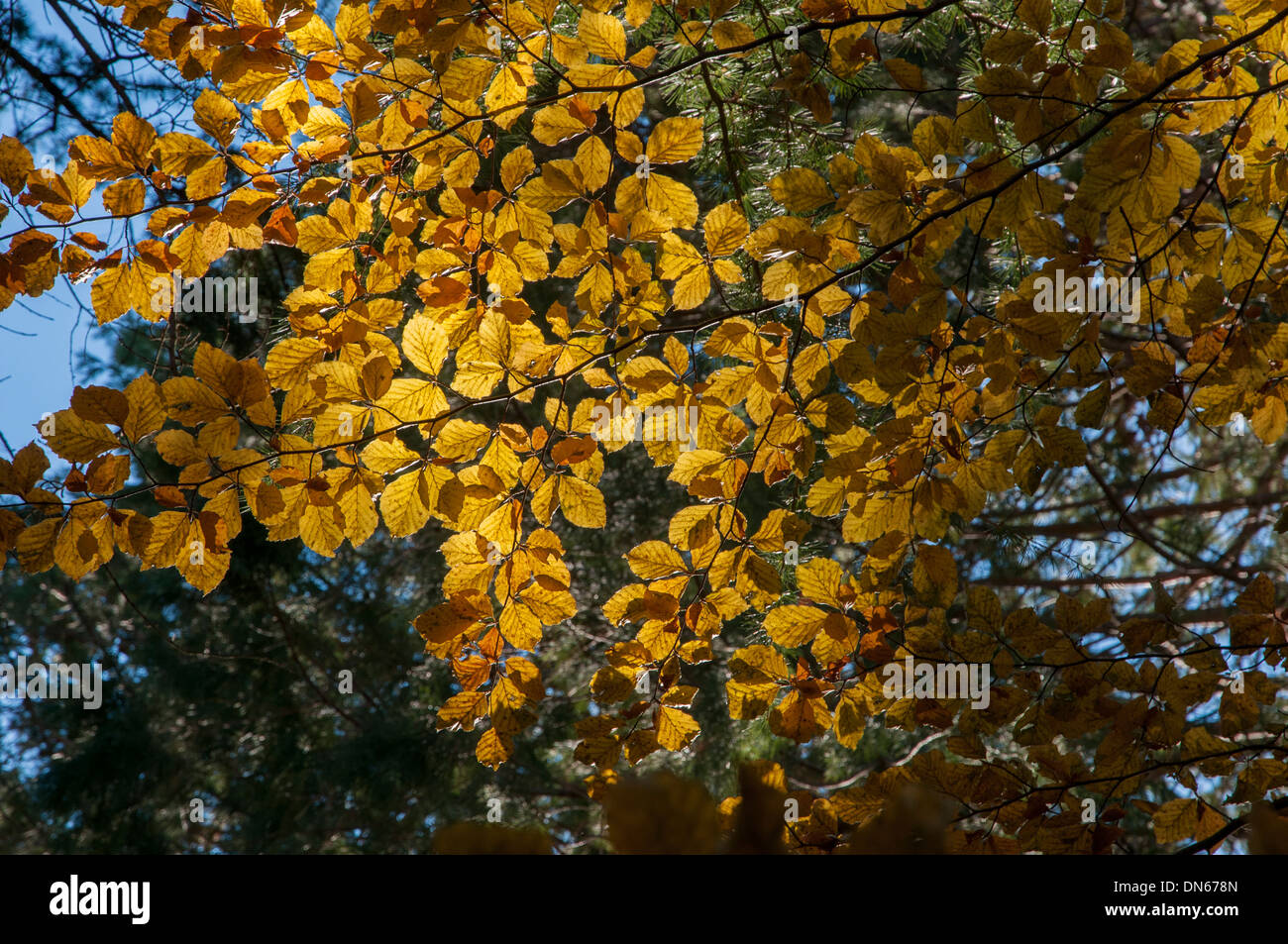 autumn trees with yellow leaves Color Stock Photo - Alamy
