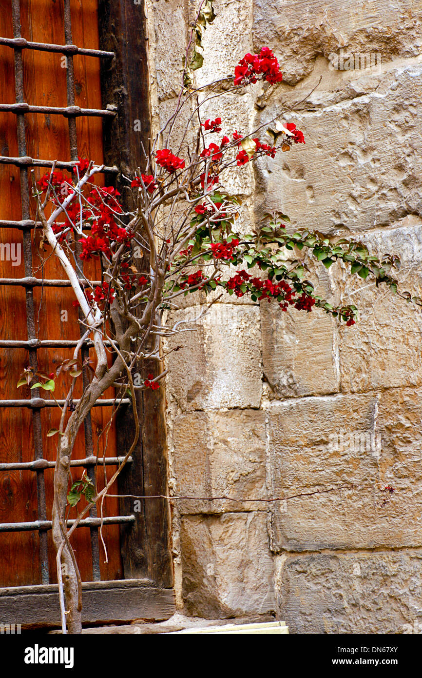window bricks red cream creamy roses rose flowers flowers old Cairo ...
