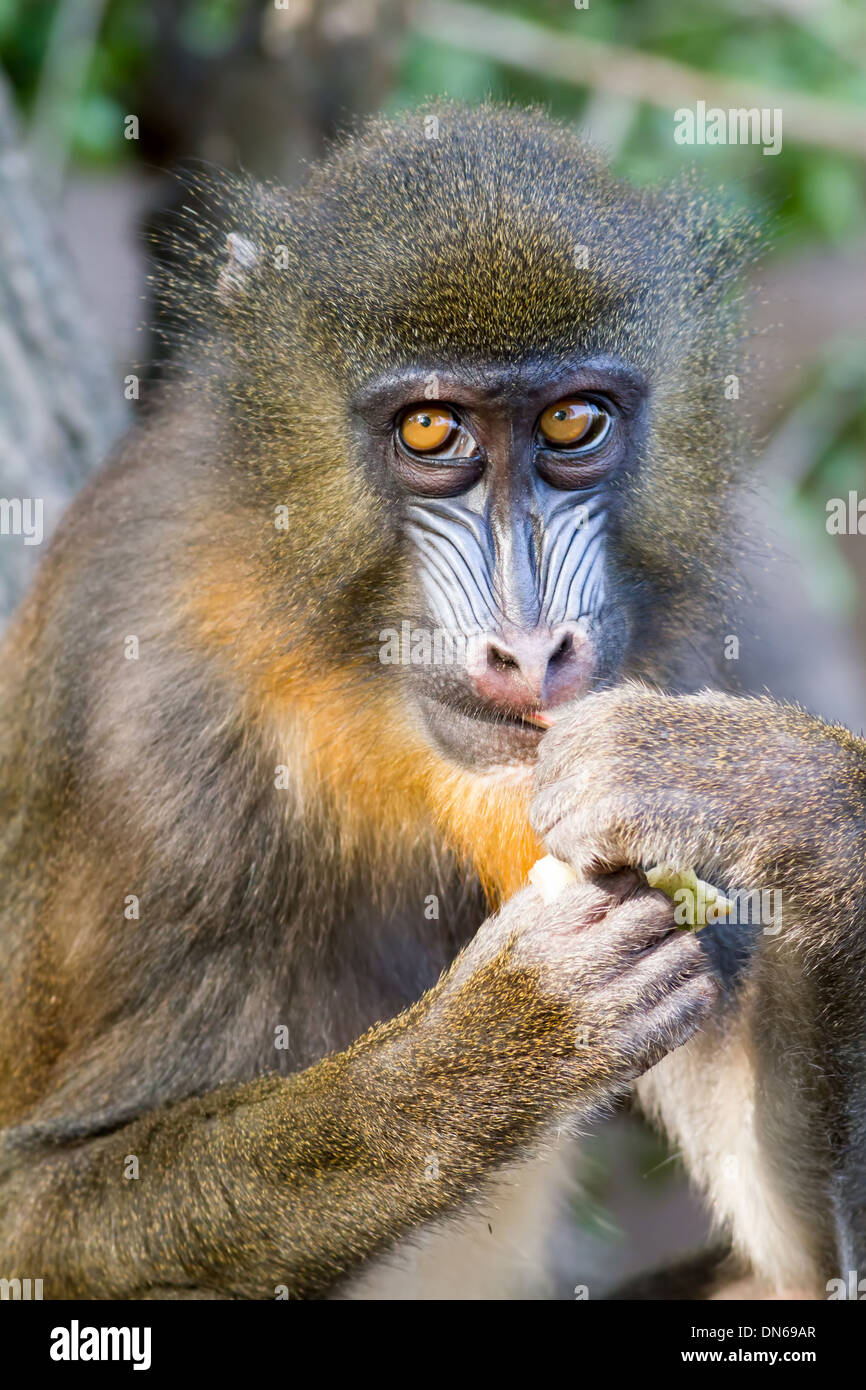 Mandrill face color hi-res stock photography and images - Alamy