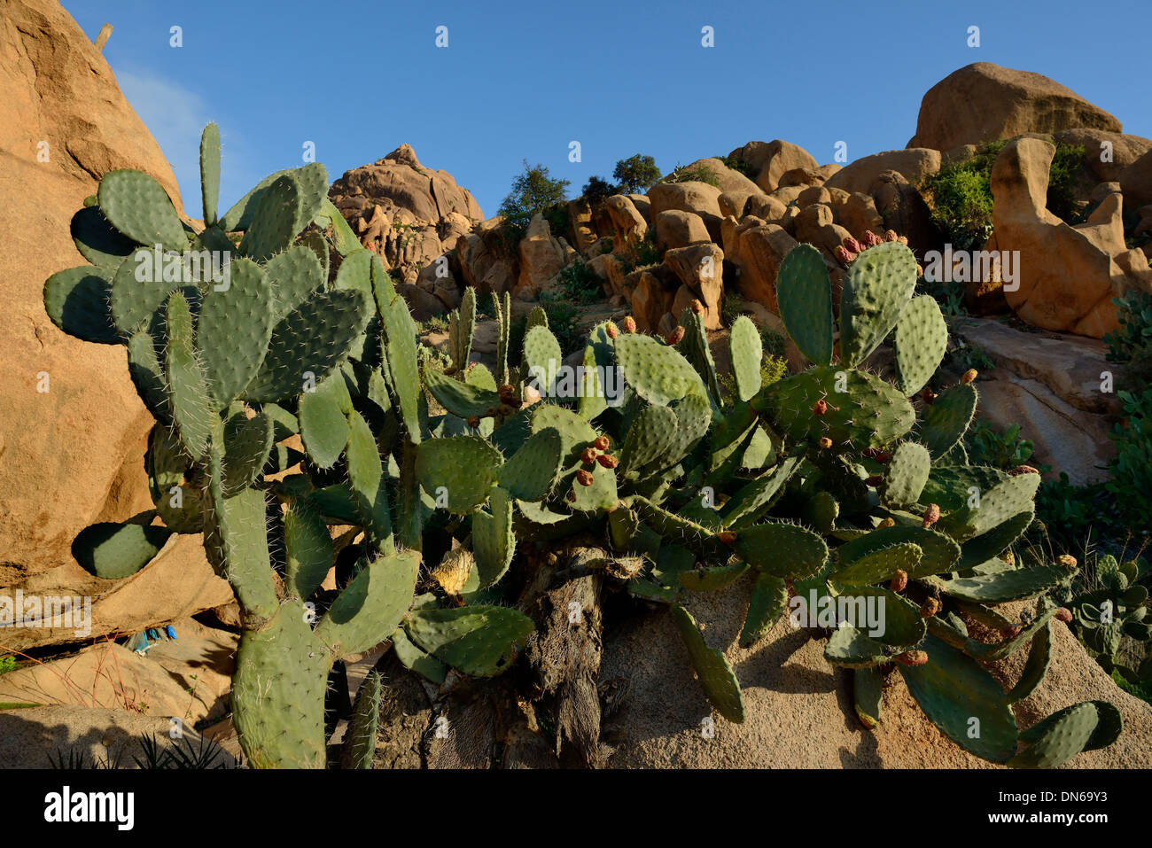 Morocco cactus hi-res stock photography and images - Alamy