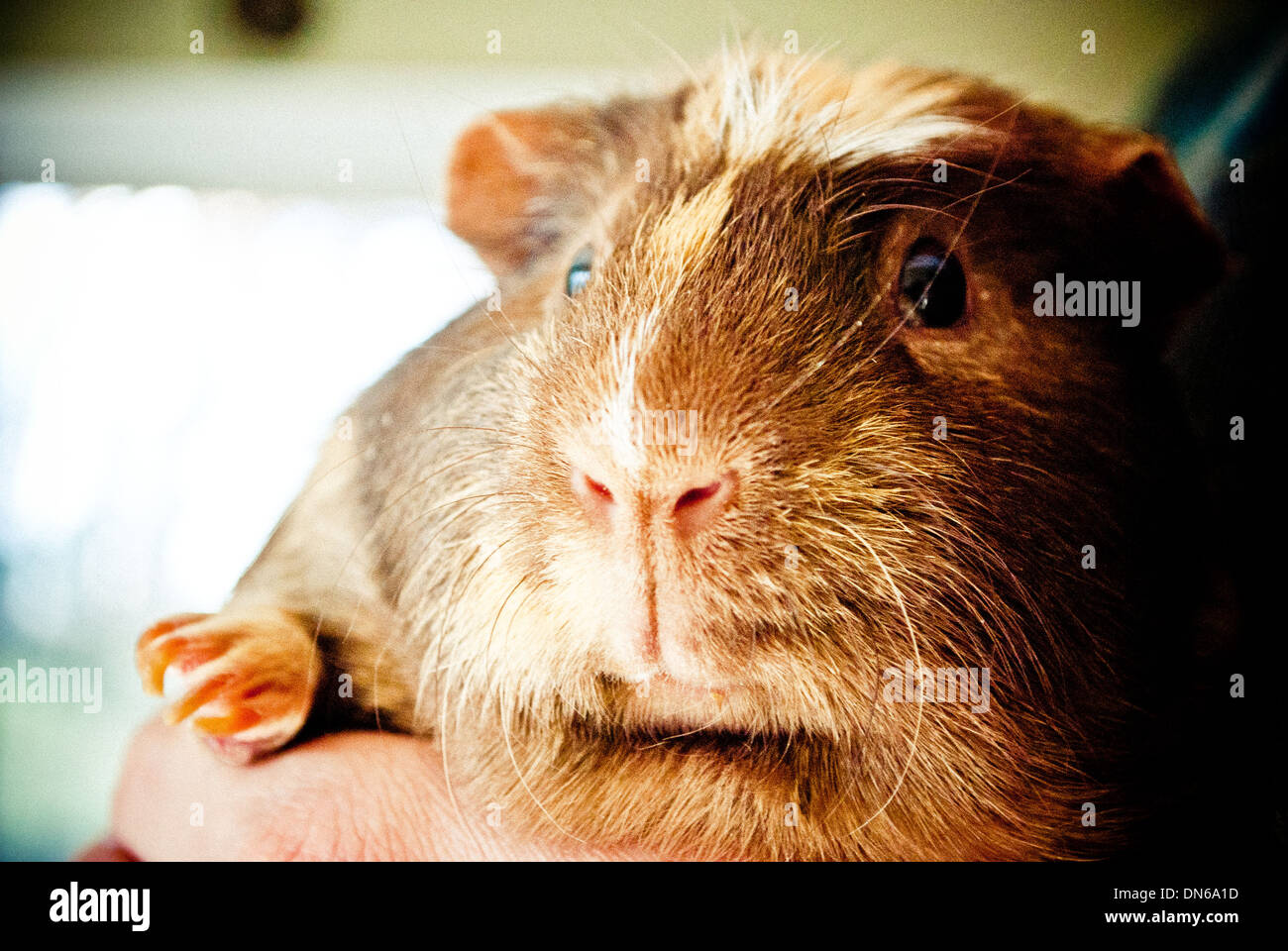 Guinea pig close up Stock Photo - Alamy