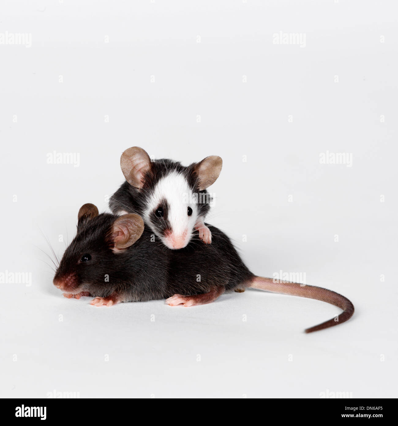 Two mice hi-res stock photography and images - Alamy