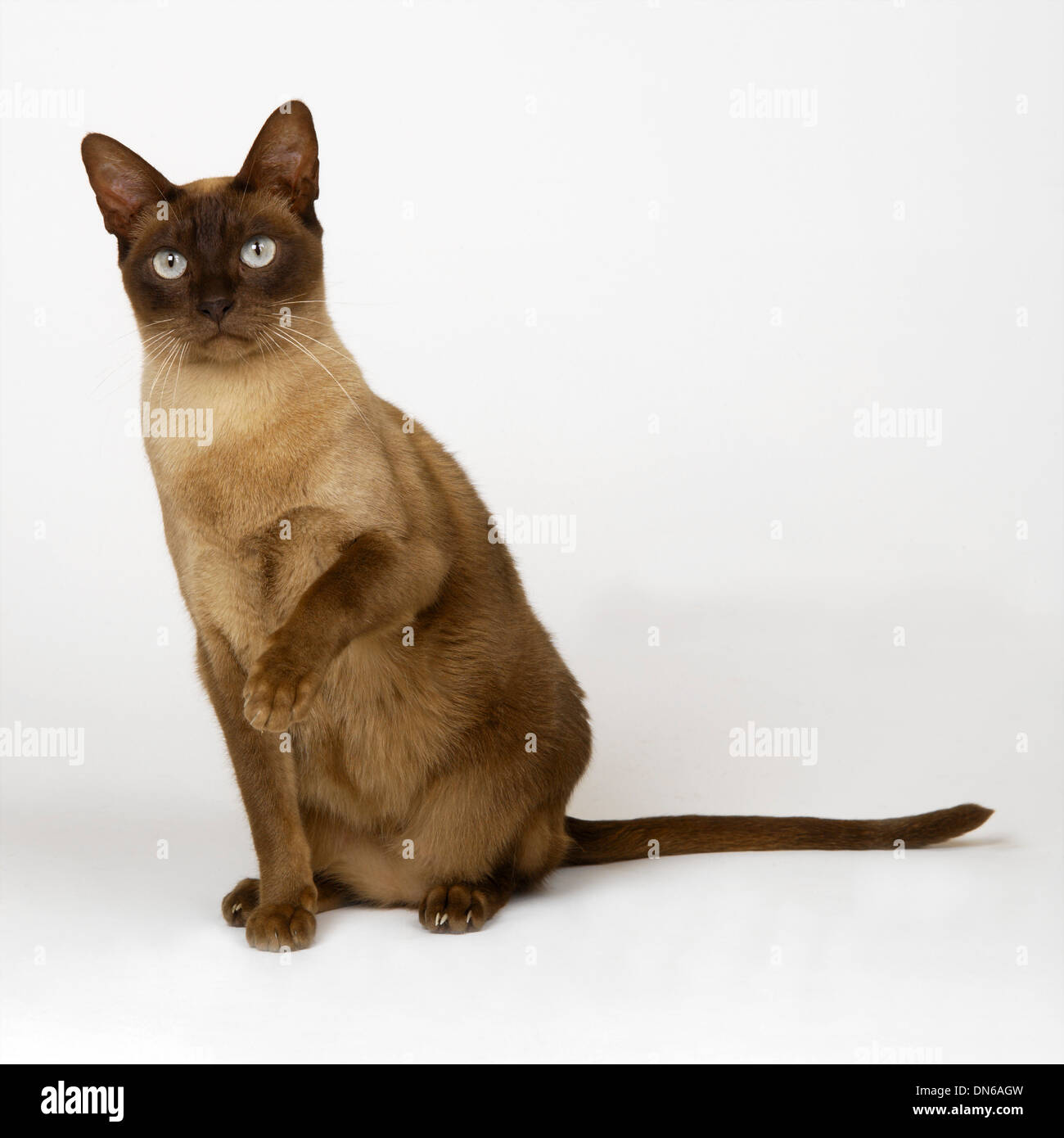Tonkinese cat breed hi-res stock photography and images - Alamy