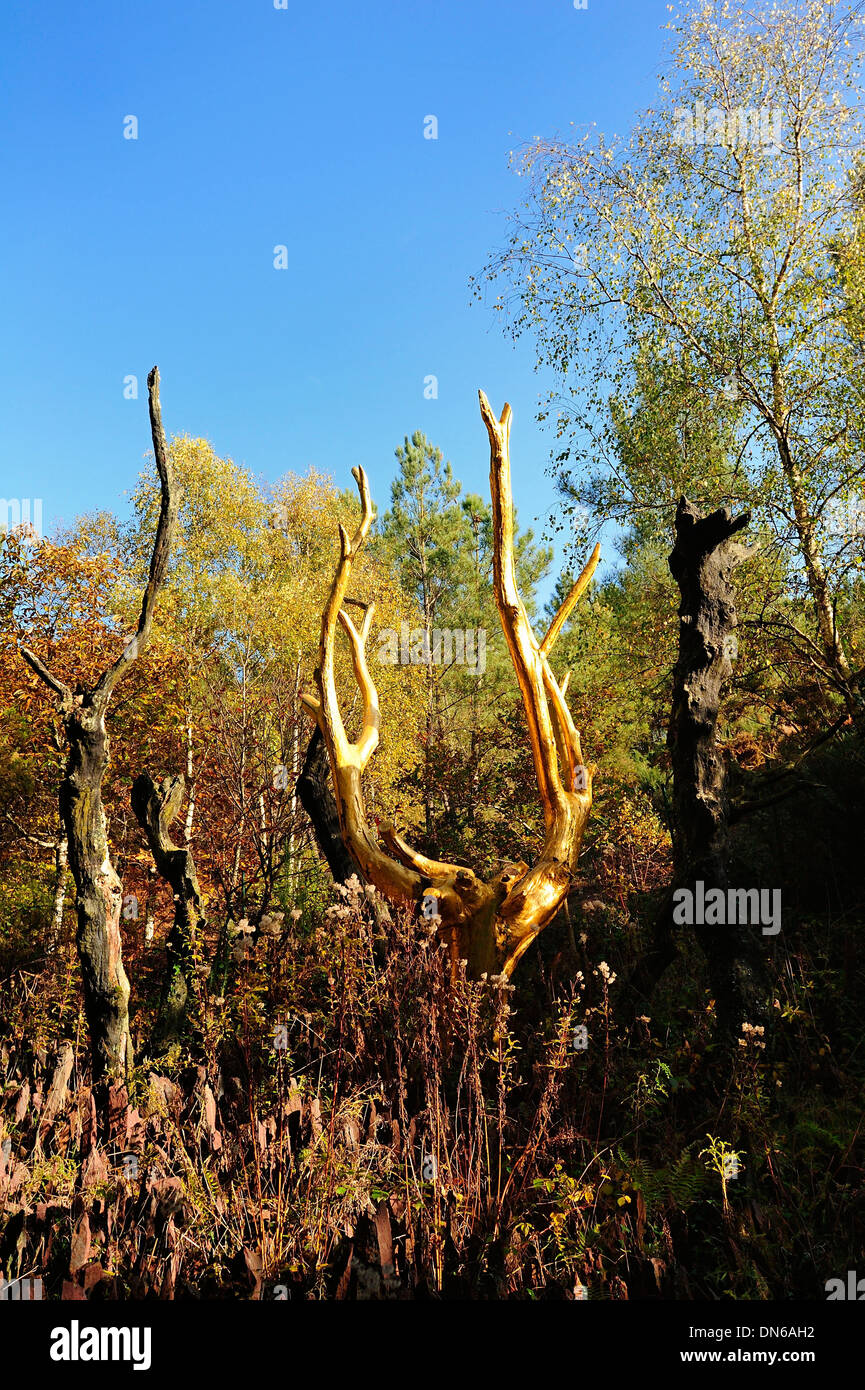 The legendary forest of Broceliande in the Morbihan department ...