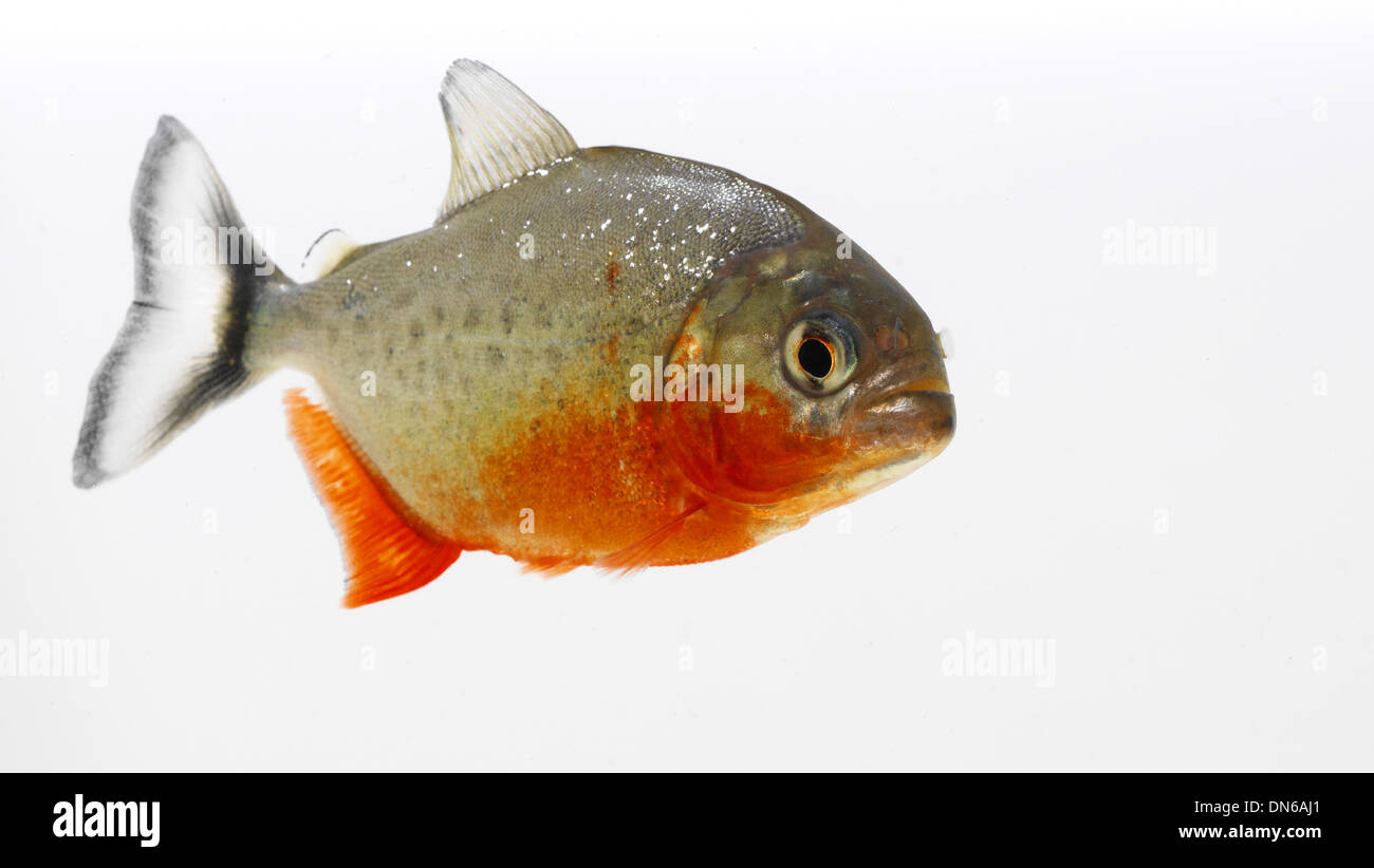 Voracious fish hi-res stock photography and images - Alamy