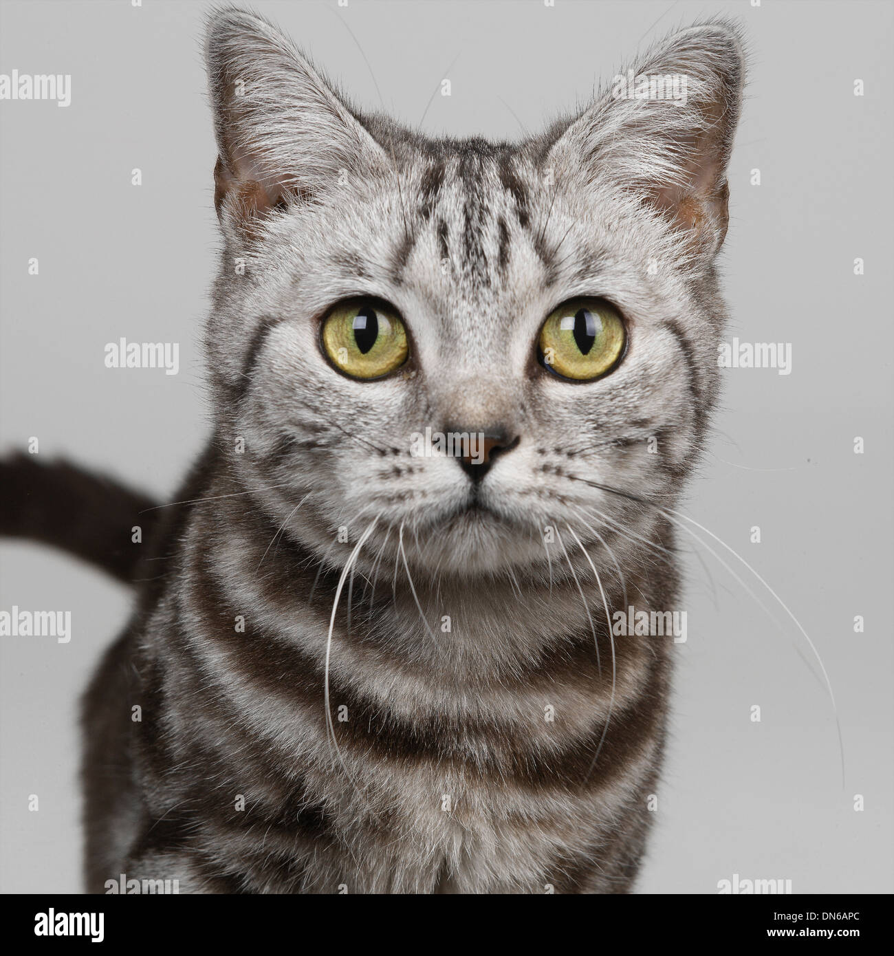 Silver tabby cat hi-res stock photography and images - Alamy