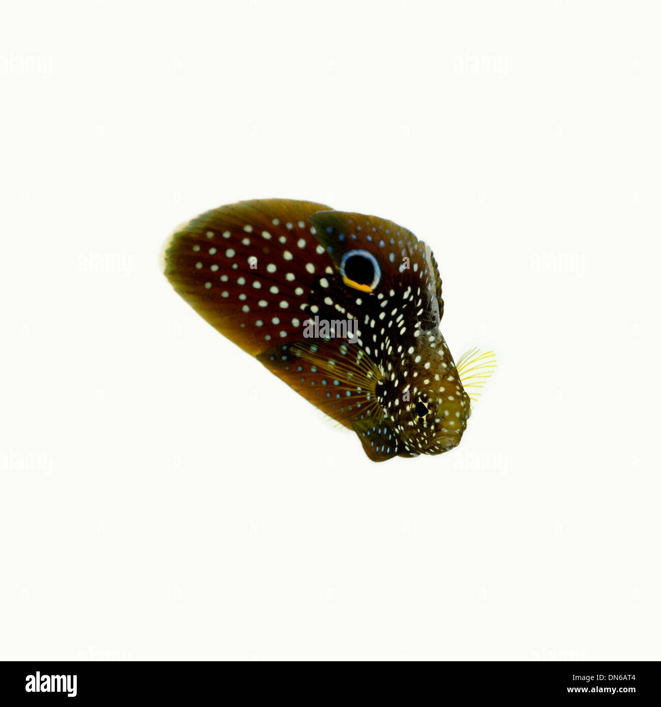 Spotty fish Cut Out Stock Images & Pictures - Alamy