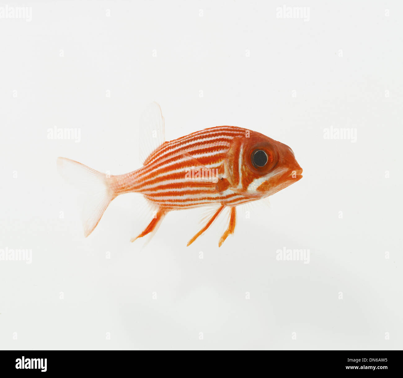 Tropical Marine Fish Stock Photo - Alamy