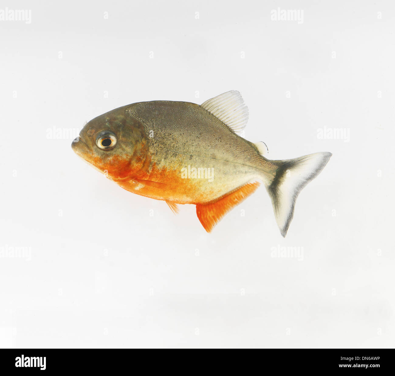 Red Bellied Piranha Fish Stock Photo - Alamy
