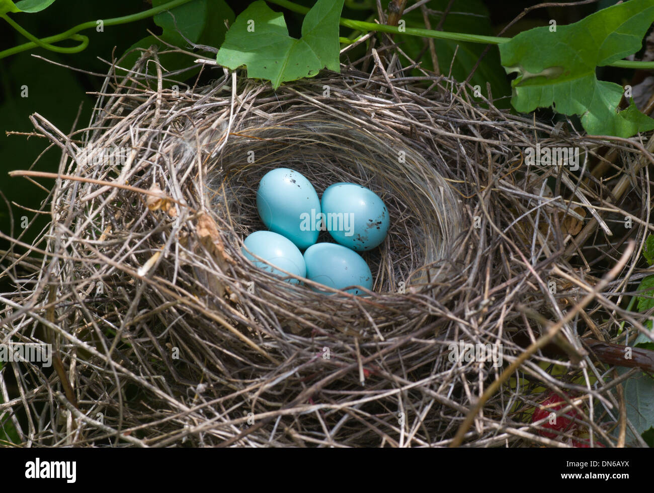 bird nest on tree branch with five blue eggs Stock Photo - Alamy