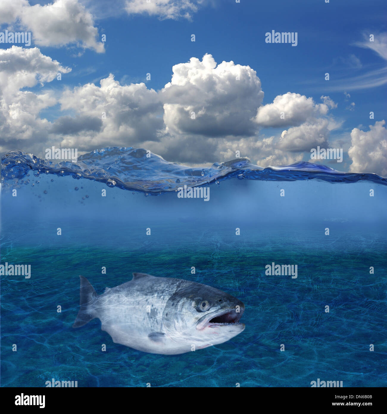 long salmon on background of bottom of river Stock Photo - Alamy