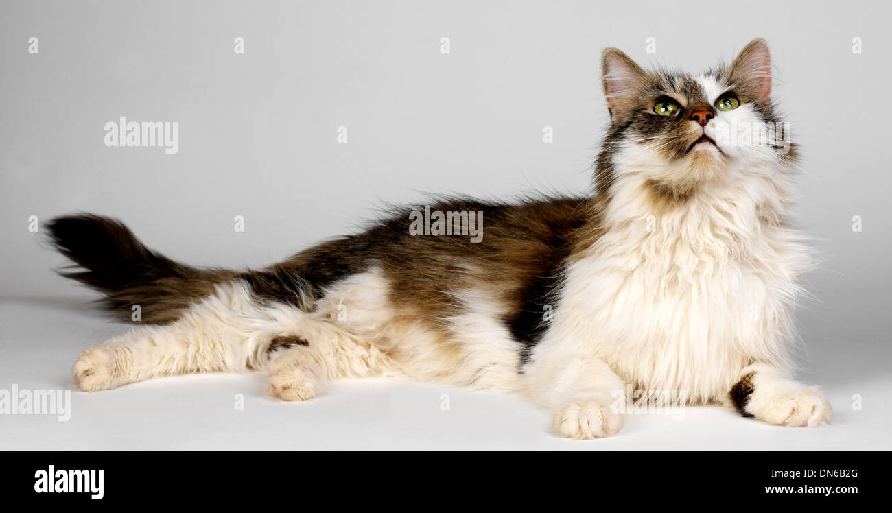Long haired tabby cat resting hi-res stock photography and images - Alamy