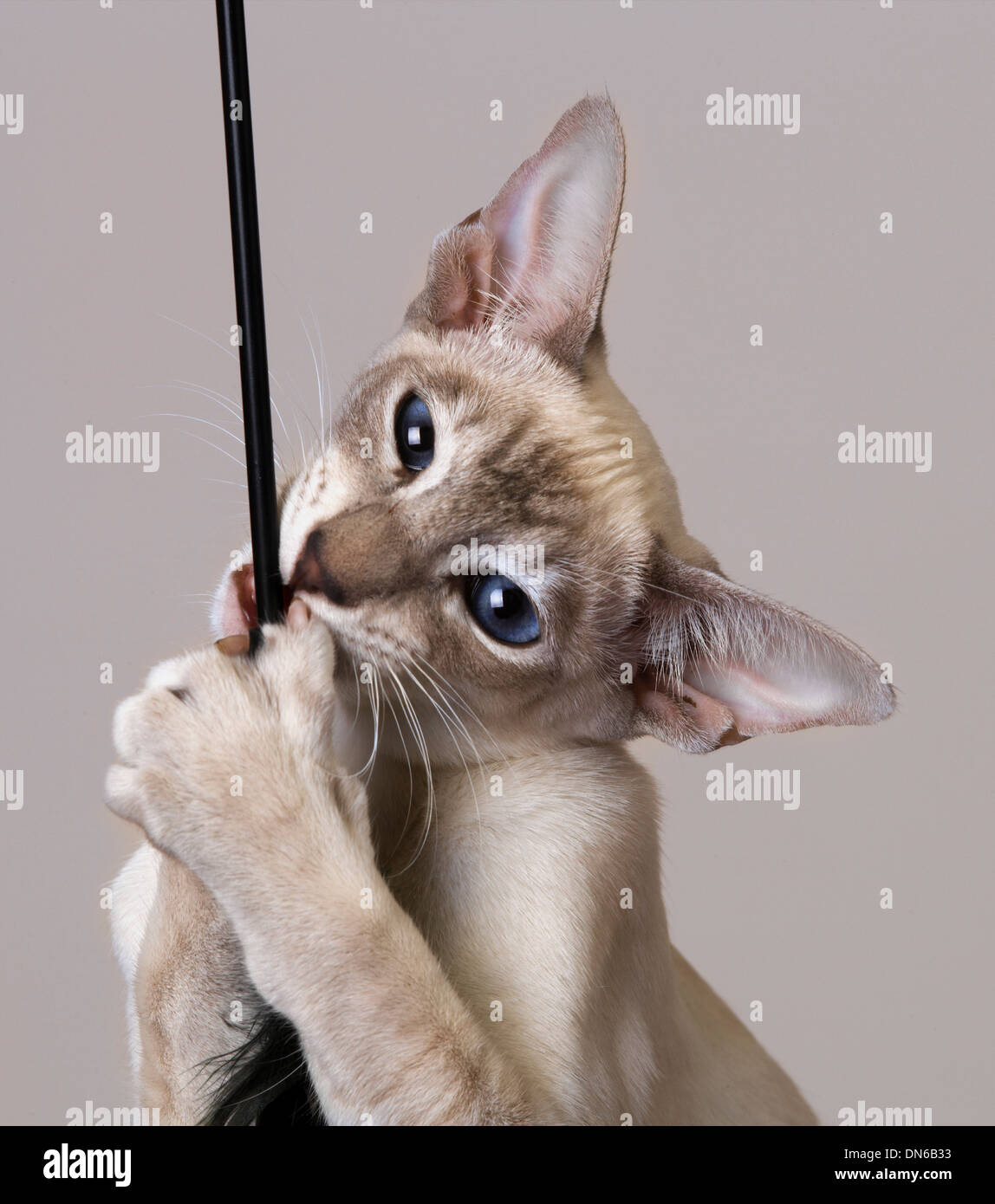 Siamese Cat playing Stock Photo - Alamy