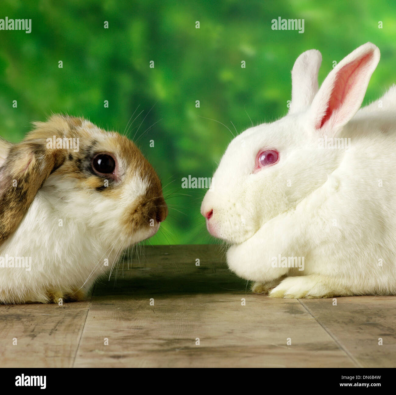 Two ears for two rabbits hi-res stock photography and images - Alamy